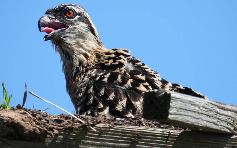 Climate Change – Chesapeake Bay Environmental Center