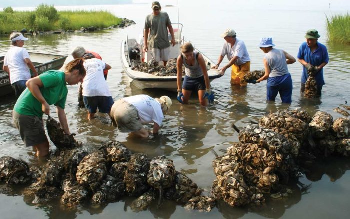 Oyster Restoration – Chesapeake Bay Environmental Center