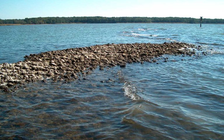 Oyster Restoration – Chesapeake Bay Environmental Center